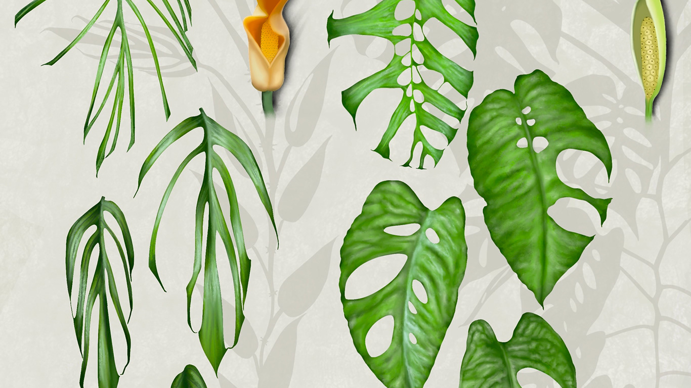 Andrew Blaurock - Monstera obliqua complex