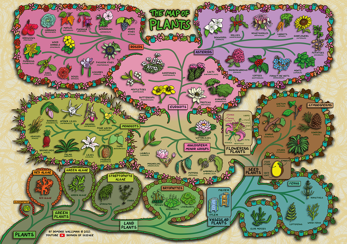 Domain of Science - The Map of Plants