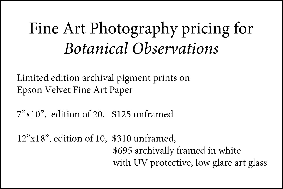 Corin Ford Forrester Photography - Botanical Observations