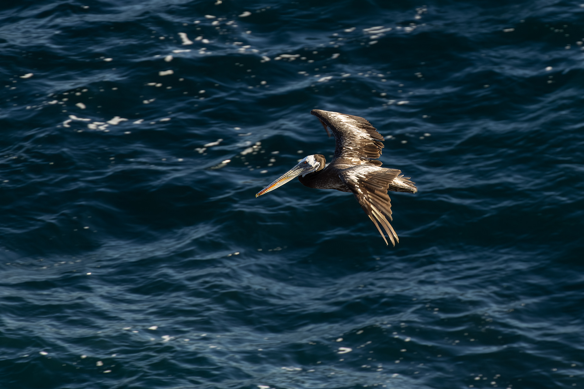 jefphoto - Aves en Chile