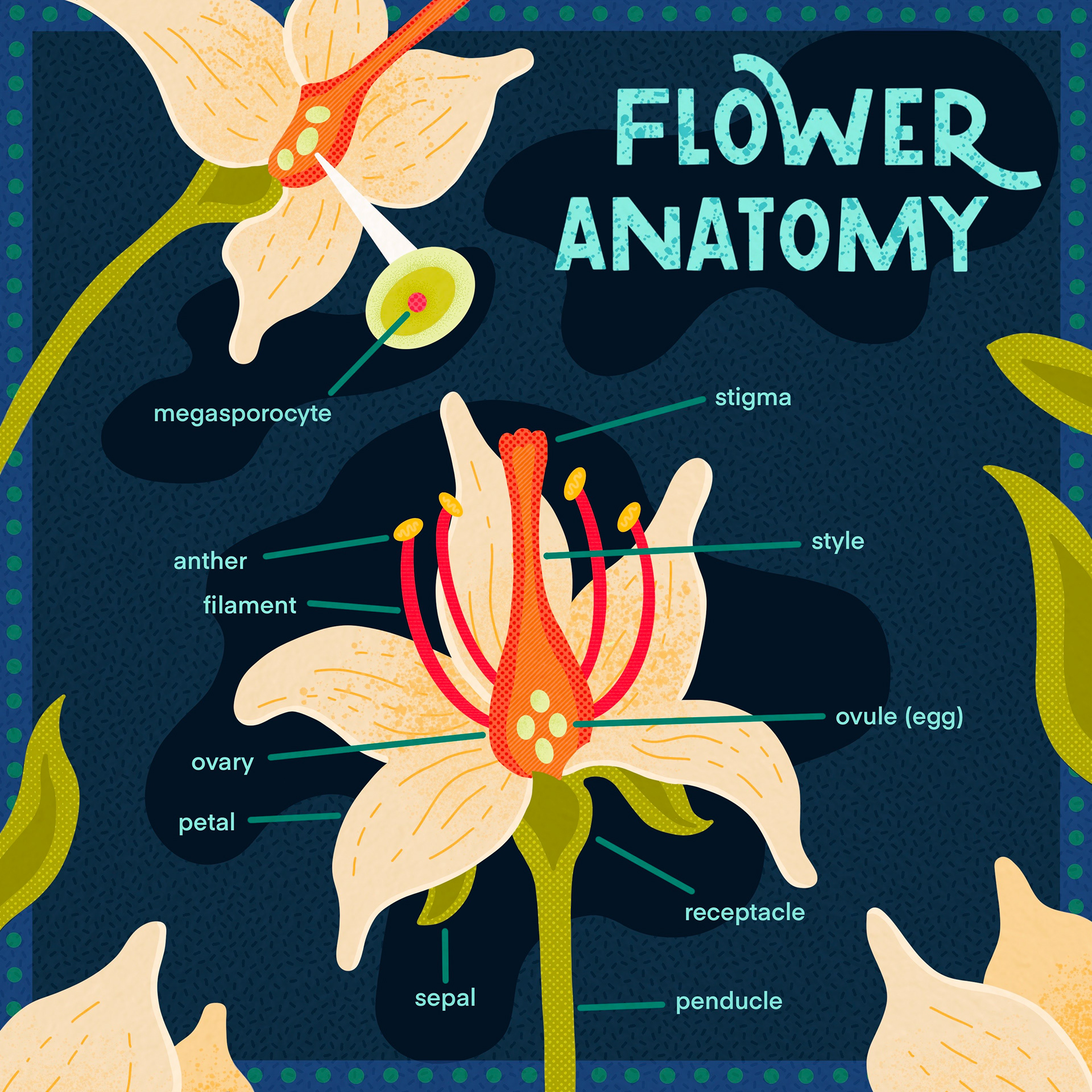 Chloe Labian - Flower Anatomy