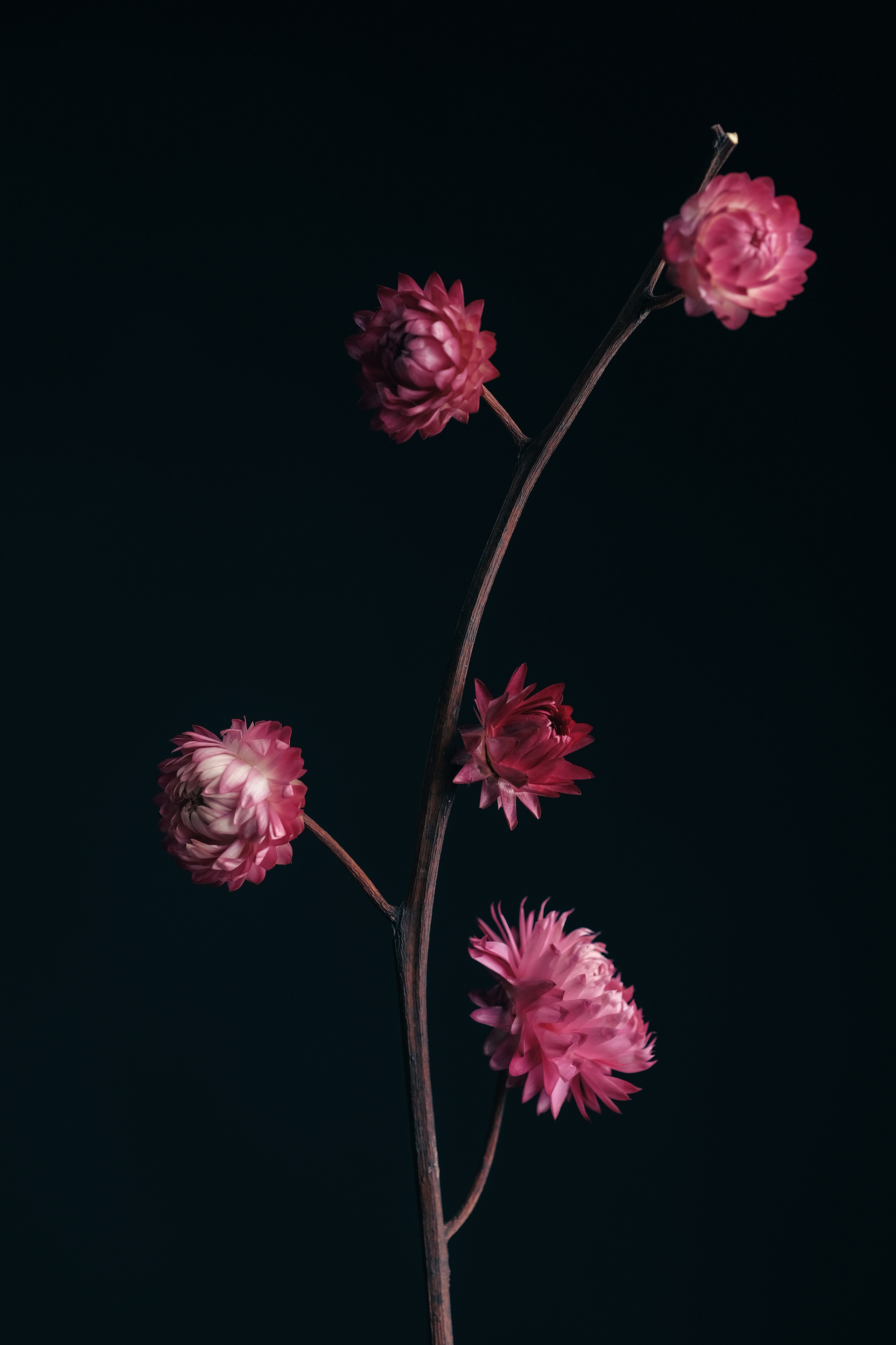 David Ryo - Men with flower (Chinese Theme)