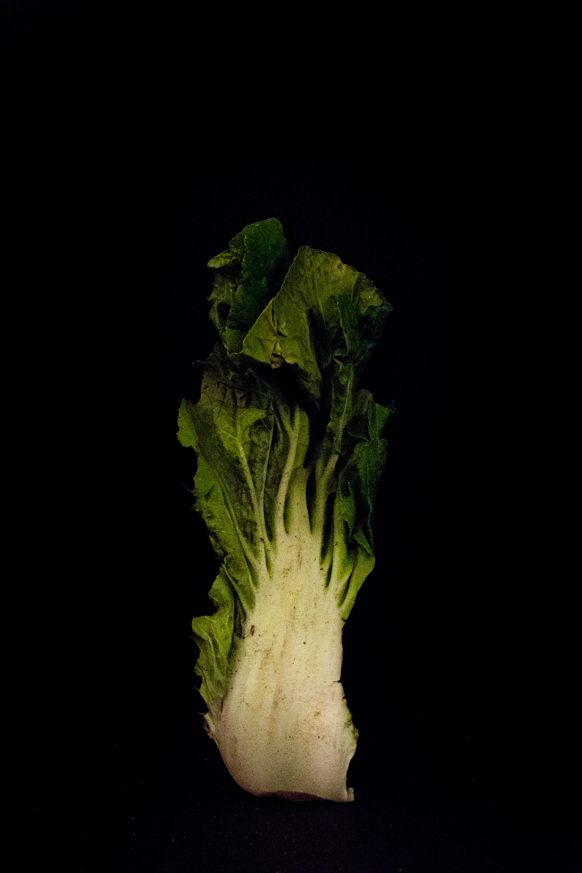 Erica Cheung - Overgrowth