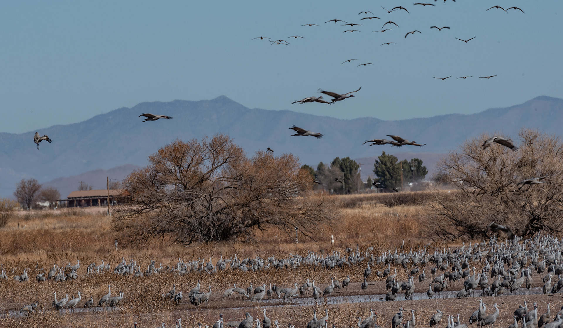 Jim Knowles Photos - Willcox Playa Jan 2020