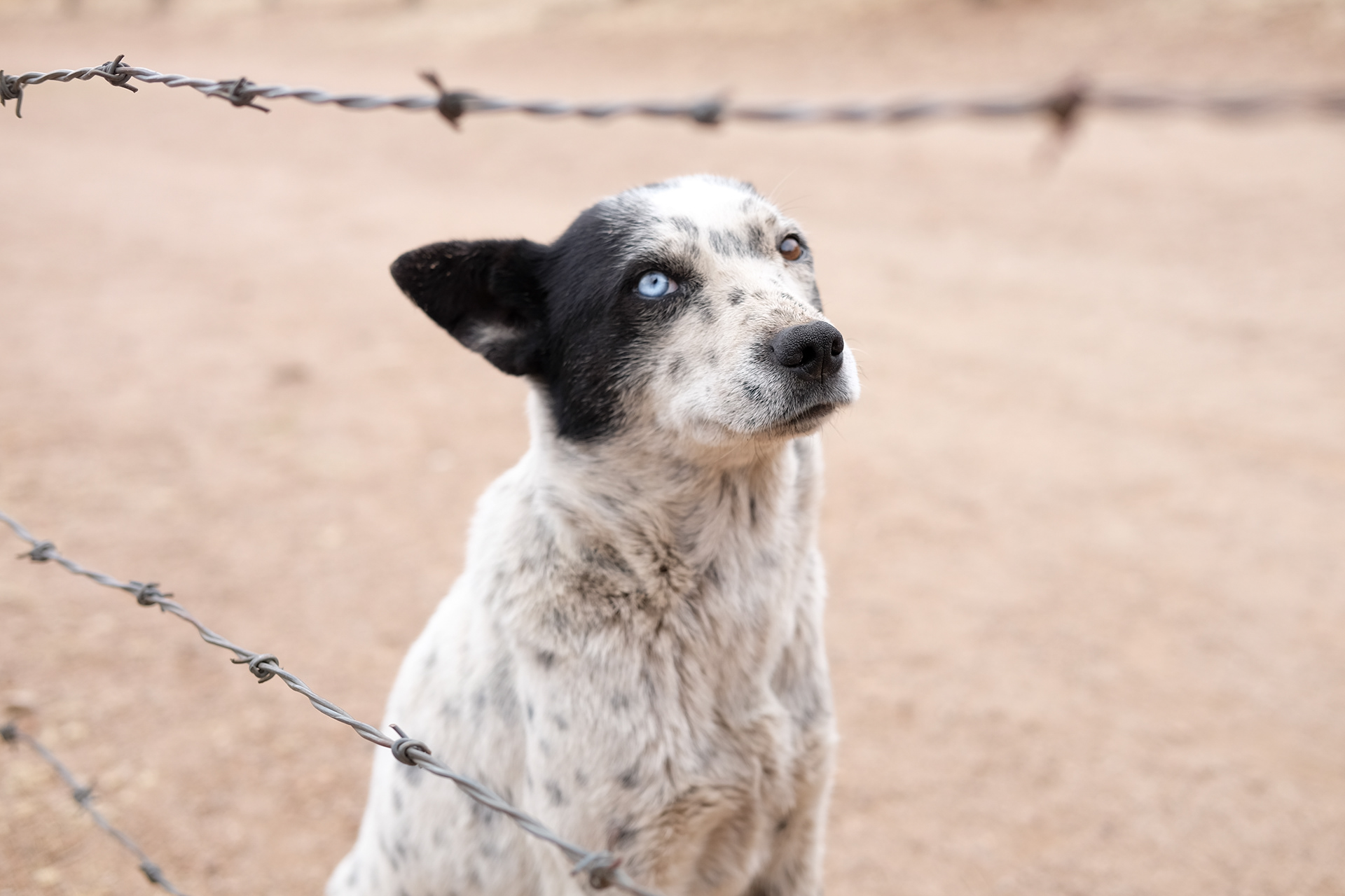 alan jinich - Chihuahua