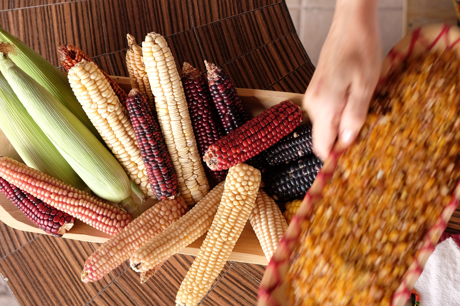 alan jinich - Chihuahua