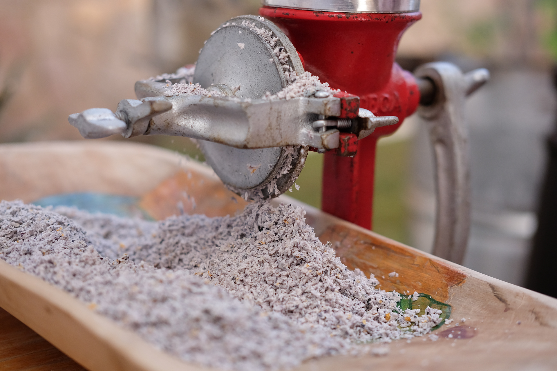 alan jinich - Chihuahua