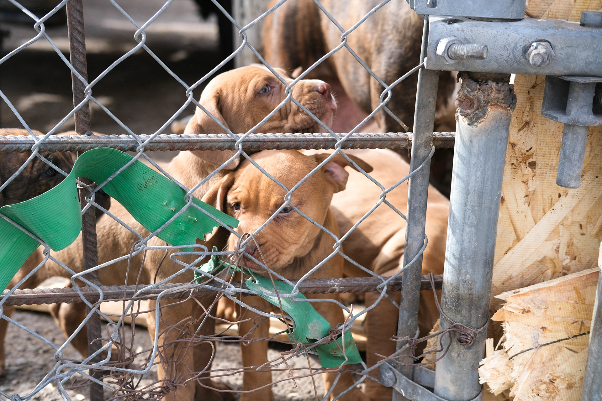 alan jinich - La Frontera