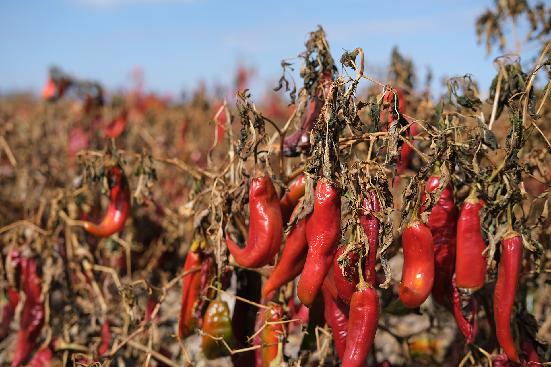 alan jinich - La Frontera – Season 2