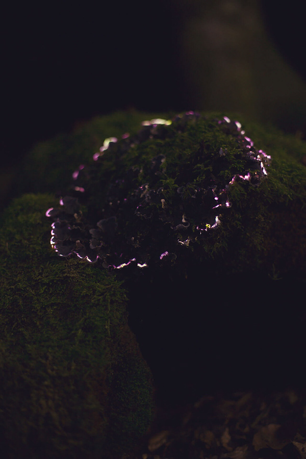 Glowing Atoms - bioluminescent forest