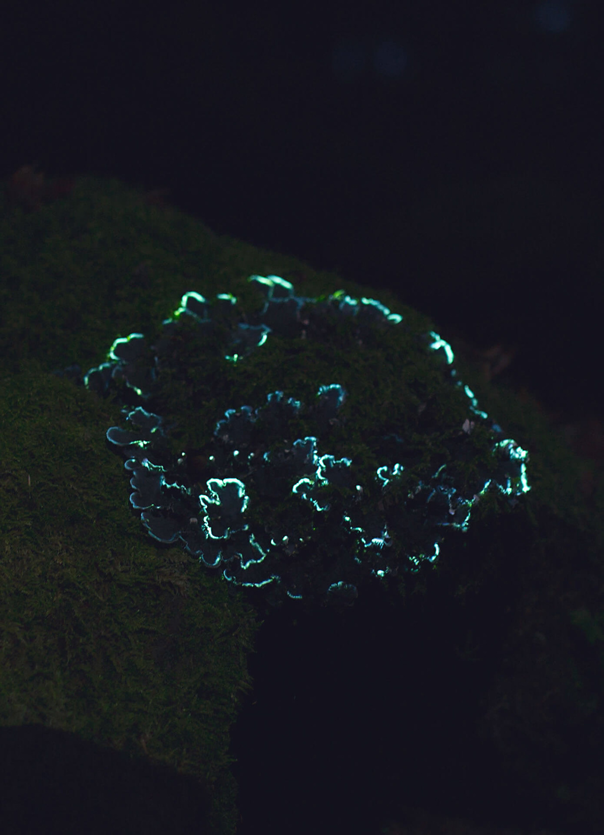 Glowing Atoms - bioluminescent forest