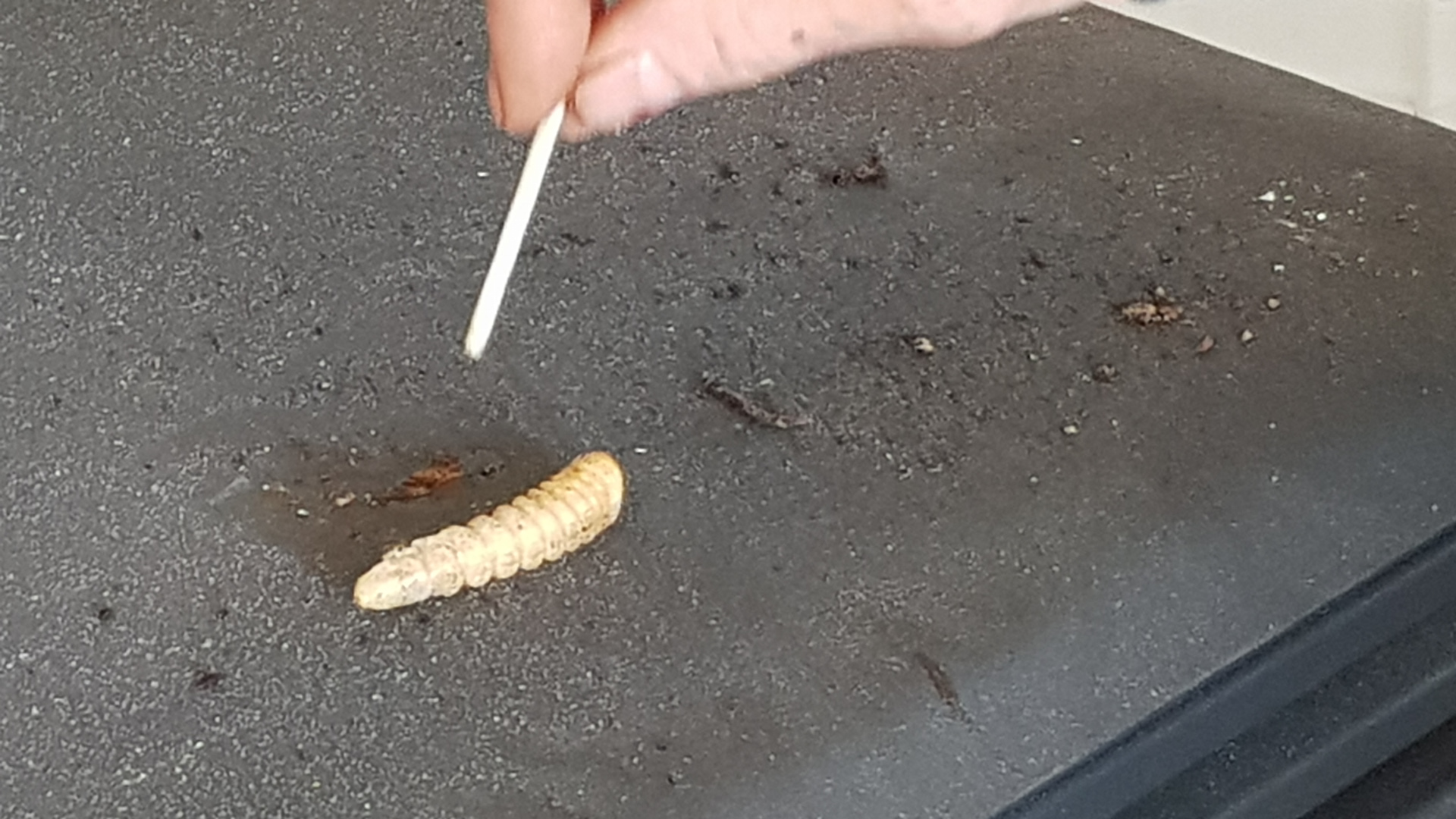 Aotea Harbour, Aotearoa-New Zealand - Huhu Grubs