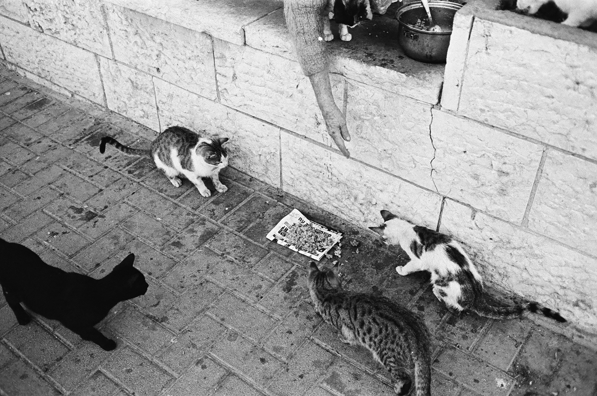 Martin Sobral - Palestina ocupada