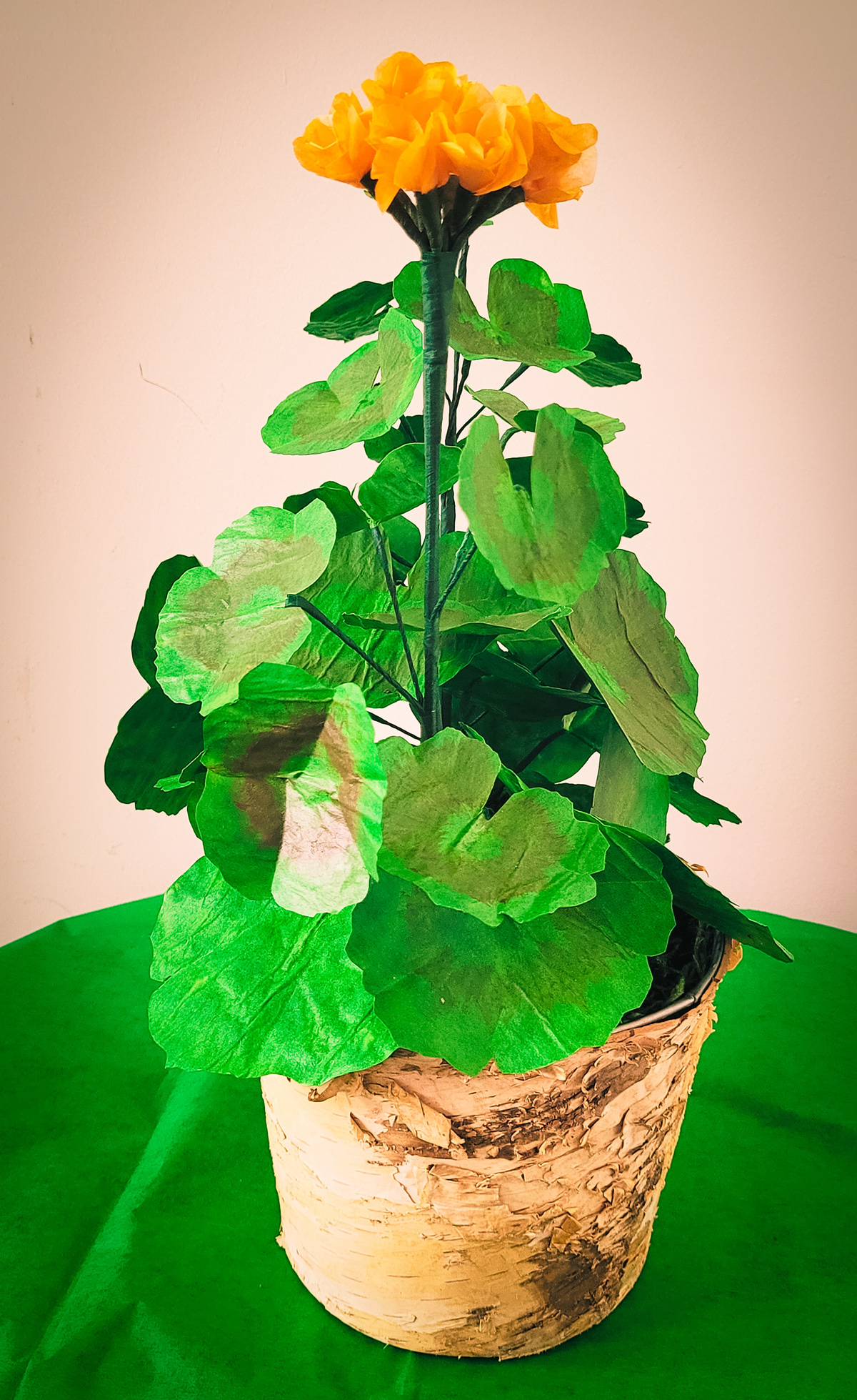 joybloomsNJ - Geraniums