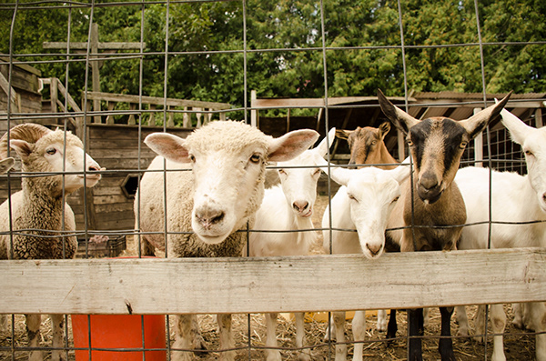 Joseph Provenza - Long Island