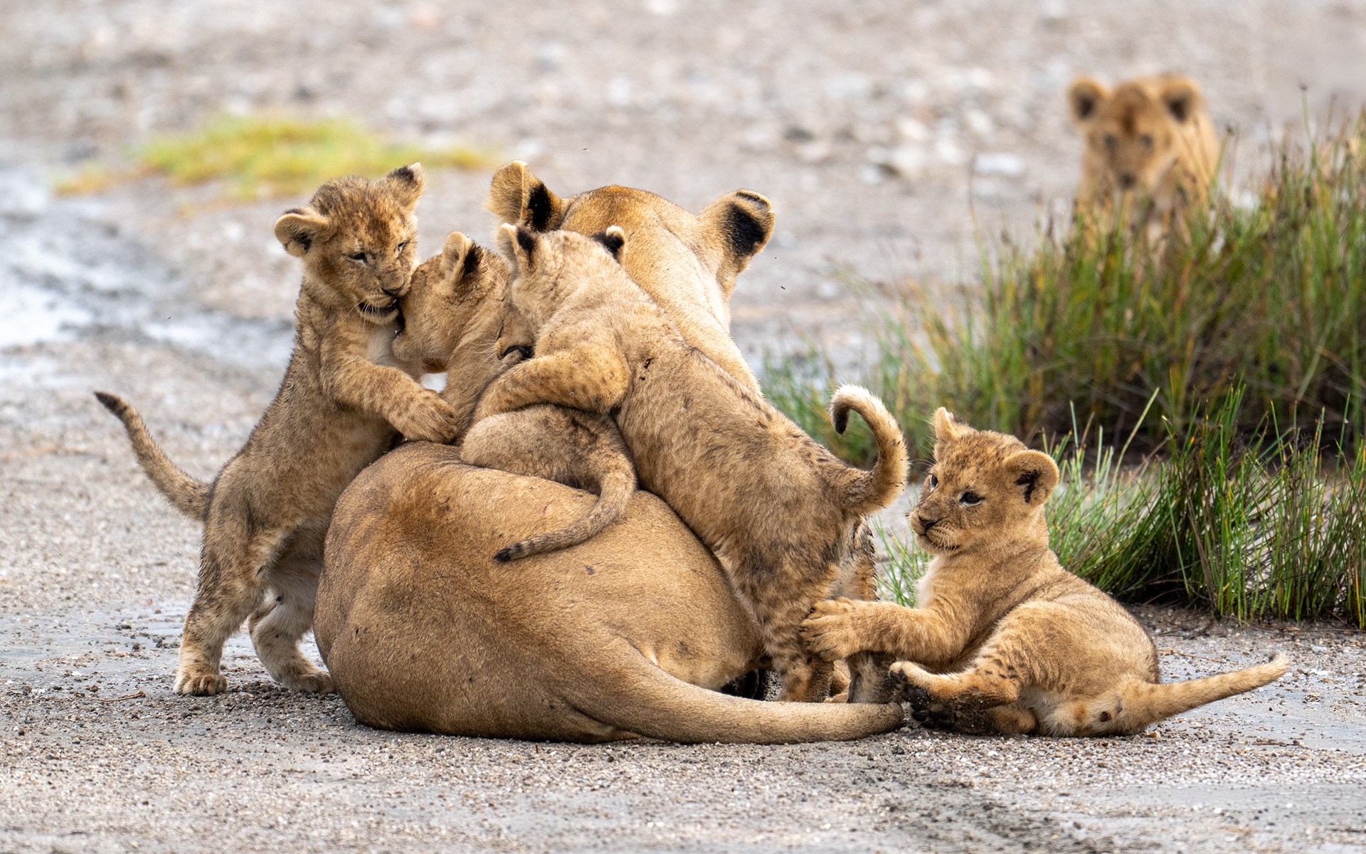 Kathy Phipps - Tanzania