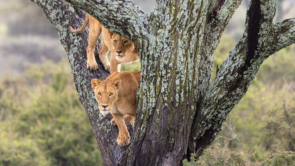 Kathy Phipps - Tanzania