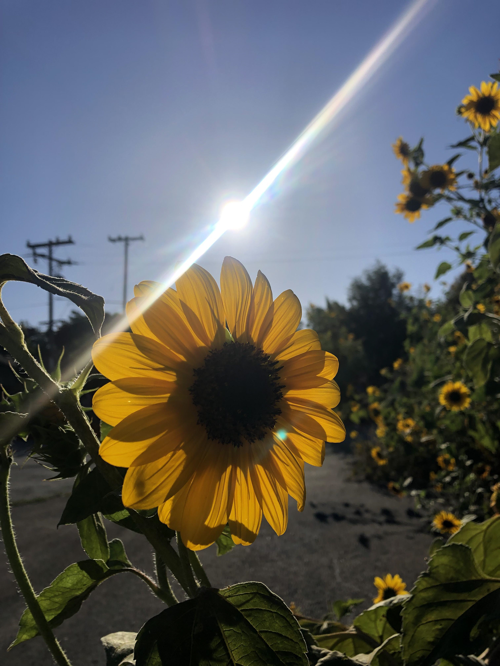 Viviana Sysak - Artwork