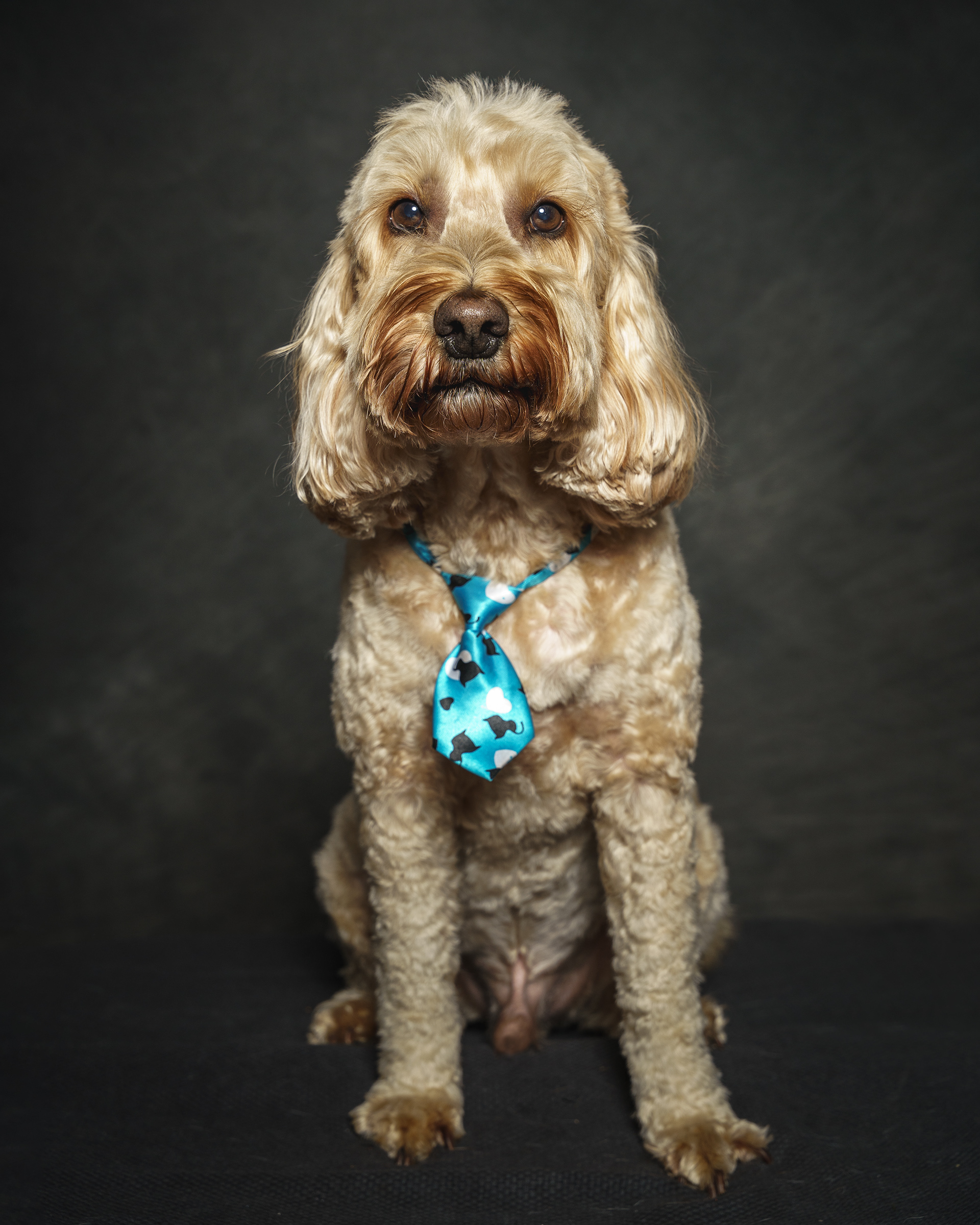 Martyn Higgins Photography - Studio