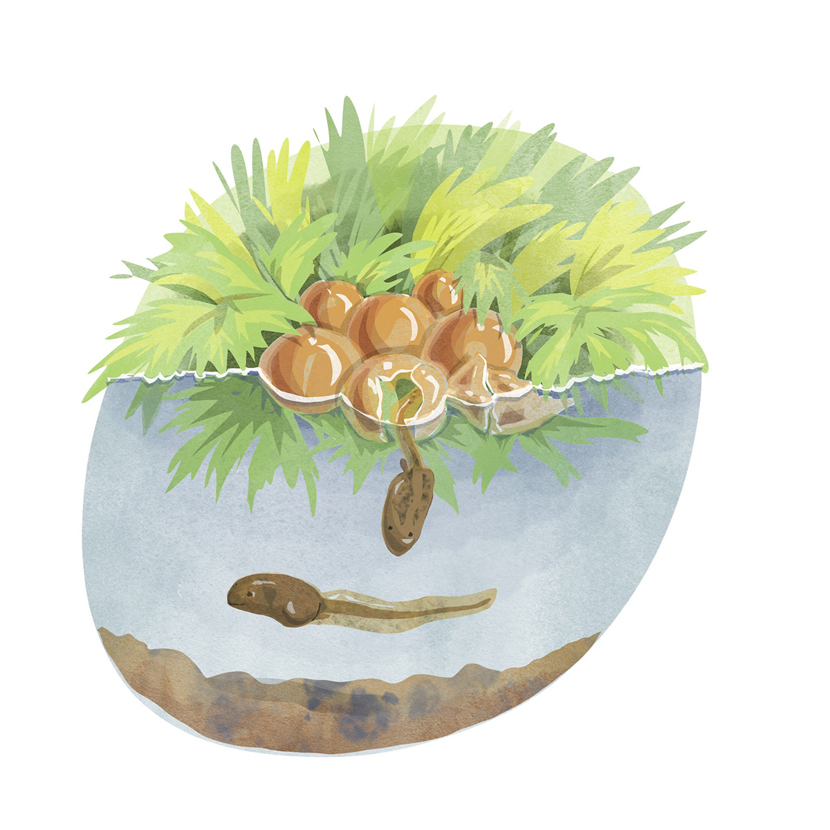 Cher Hart - Corroboree frog