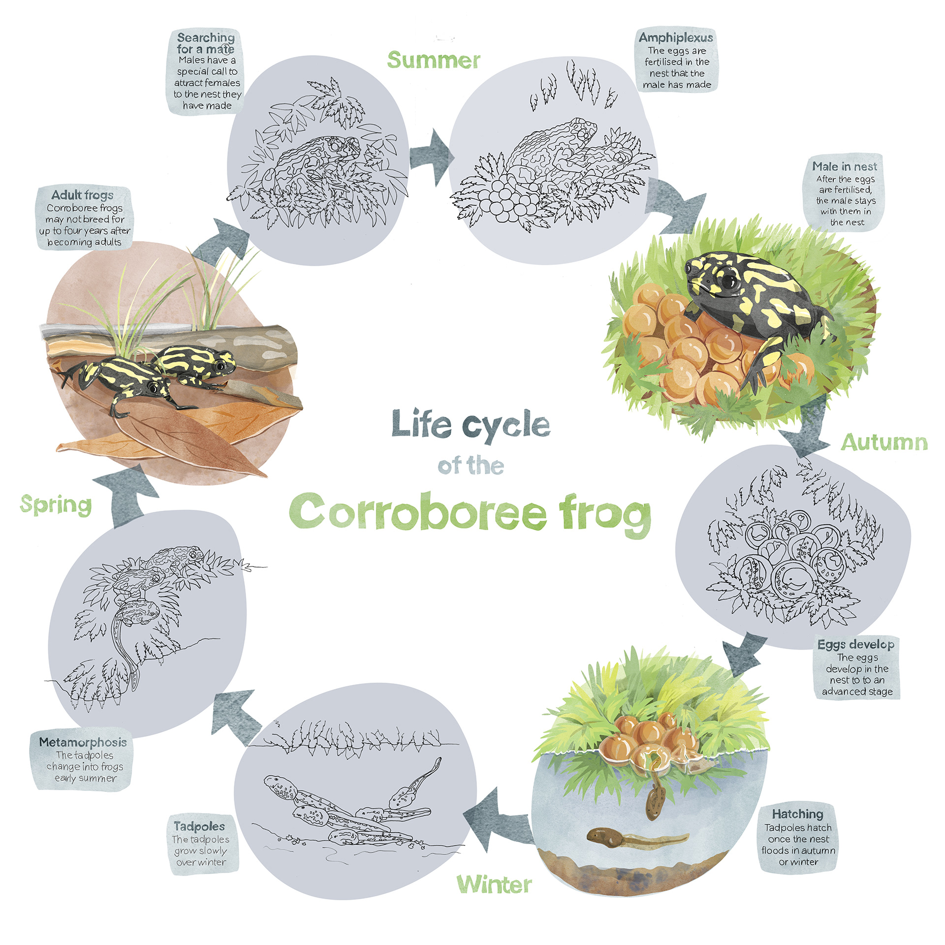 Cher Hart - Corroboree frog