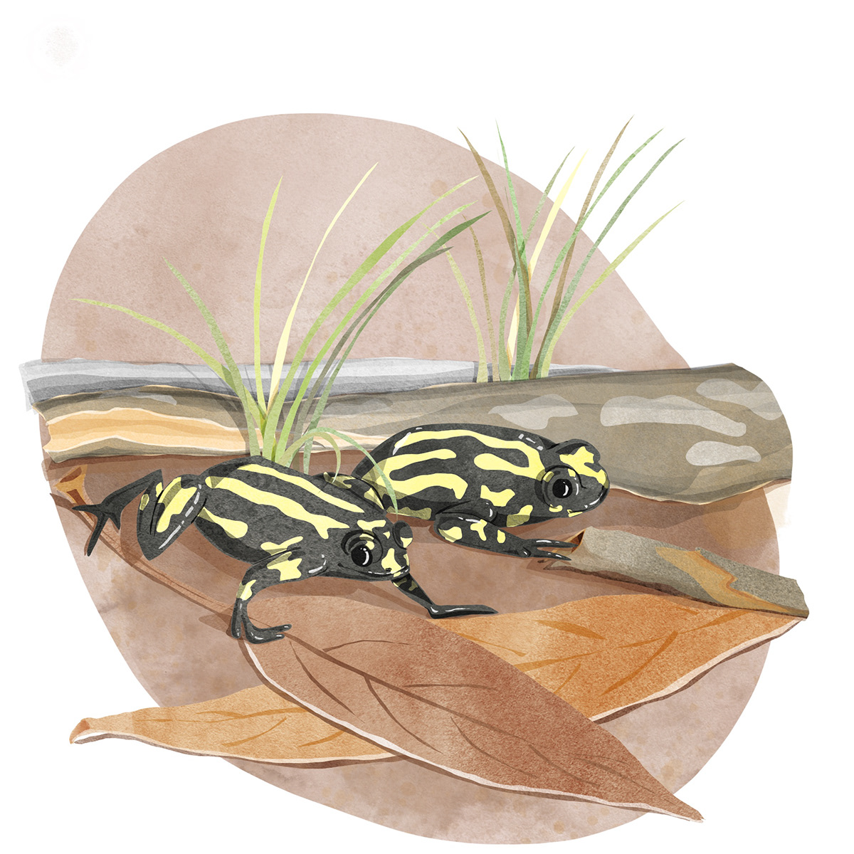 Cher Hart - Corroboree frog