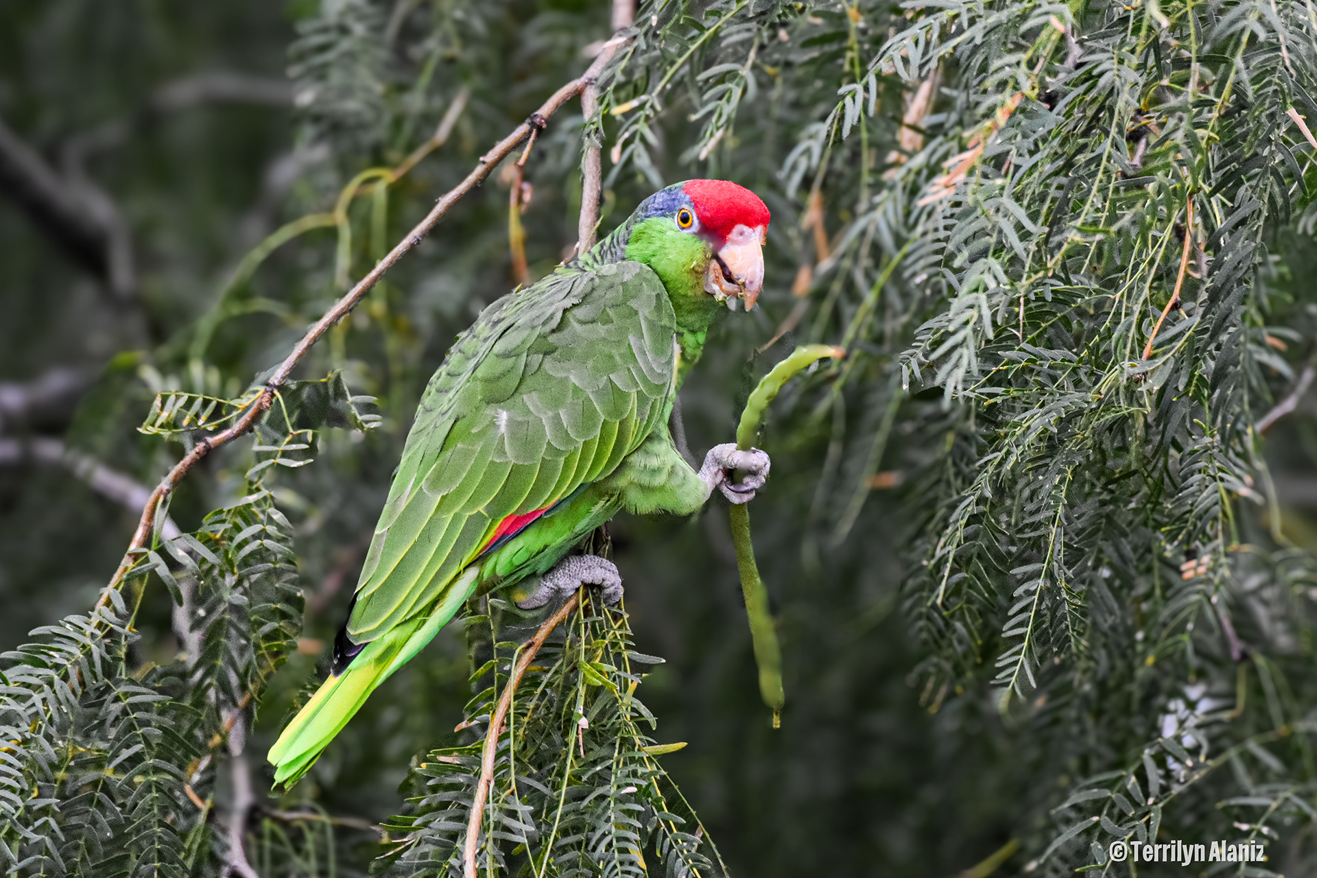 Rio Grande Valley Birding Festival - Specialty Birds found in the RGV