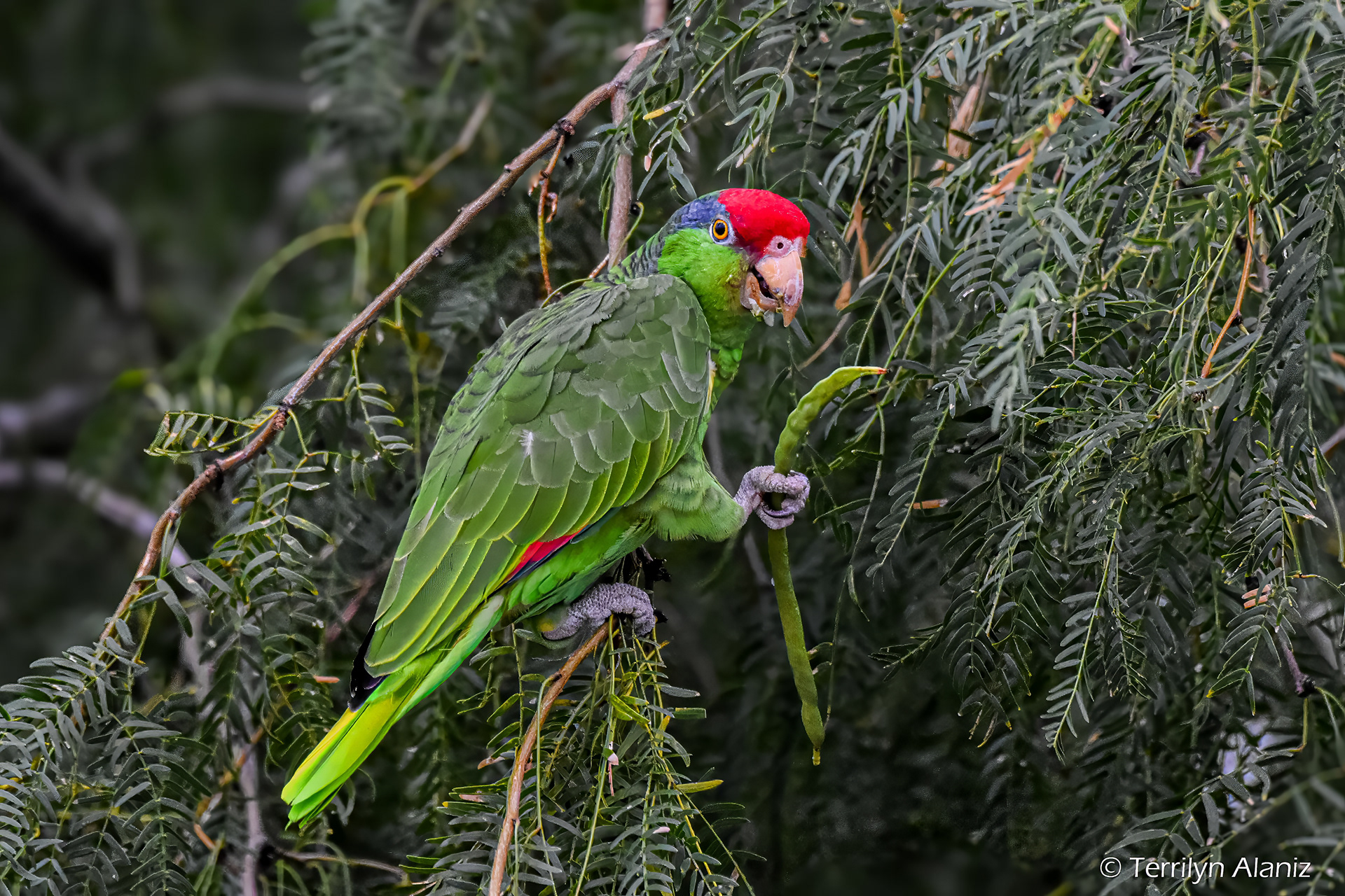 Rio Grande Valley Birding Festival - Specialty Birds found in the RGV
