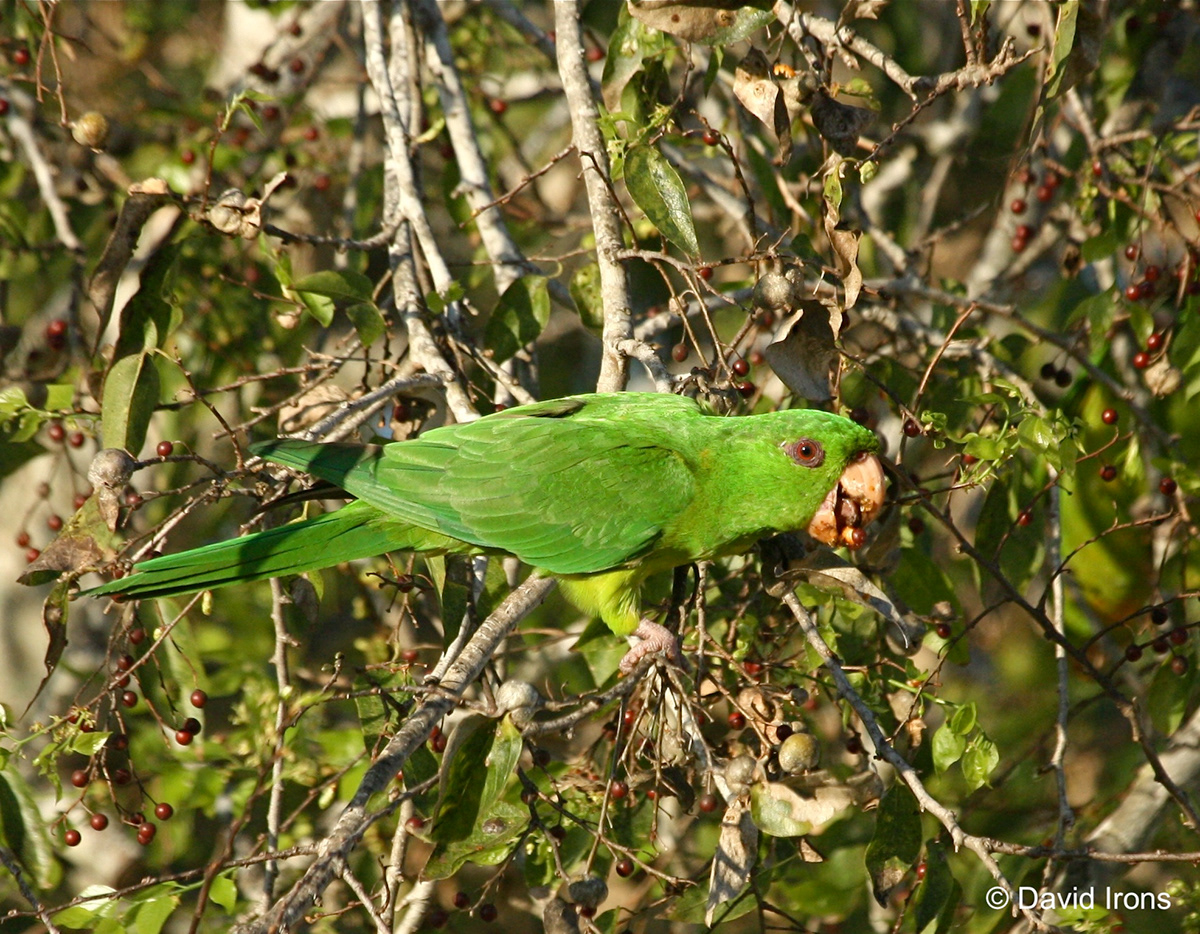 Rio Grande Valley Birding Festival - Specialty Birds found in the RGV