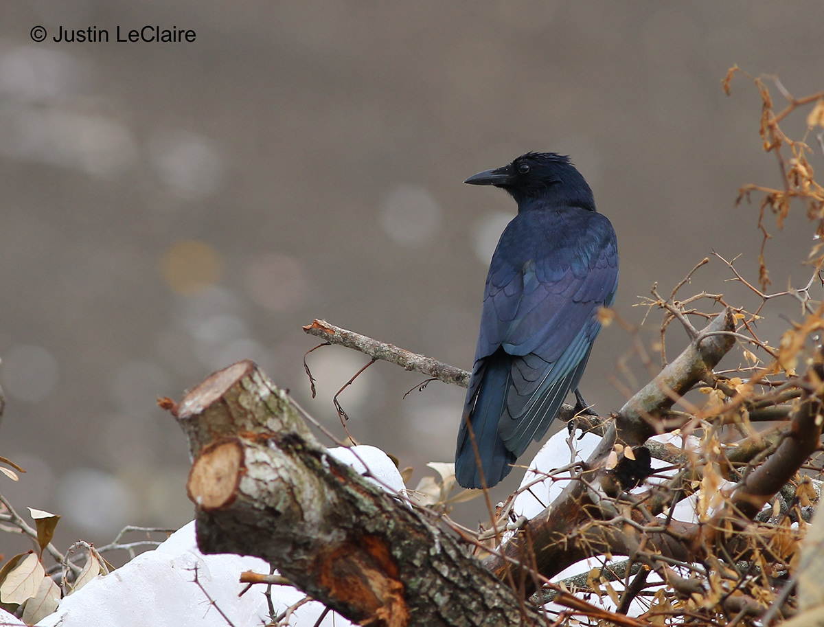 Rio Grande Valley Birding Festival - Specialty Birds found in the RGV
