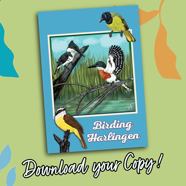 Rio Grande Valley Birding Festival