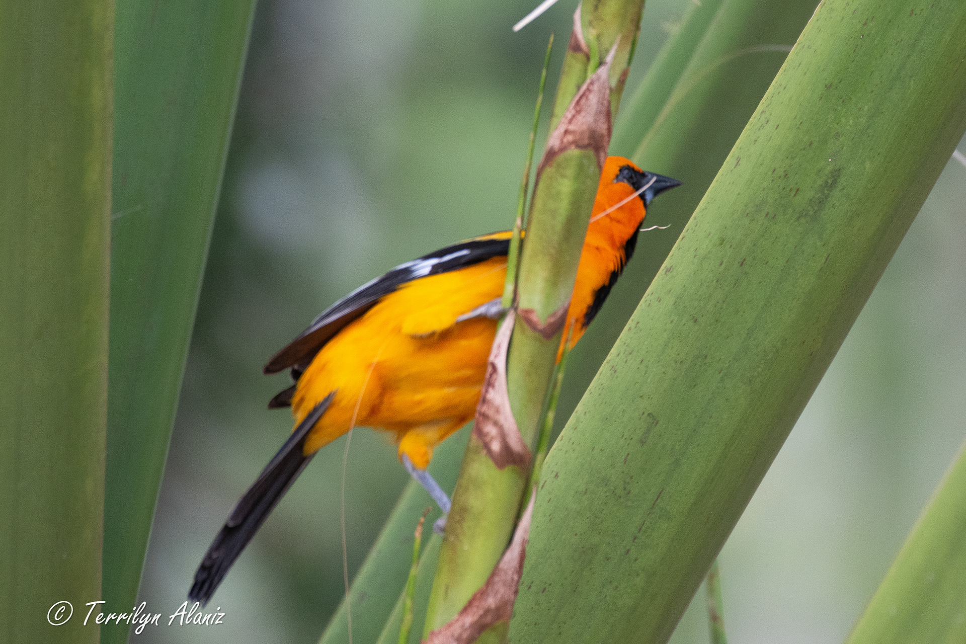 Rio Grande Valley Birding Festival - Specialty Birds found in the RGV