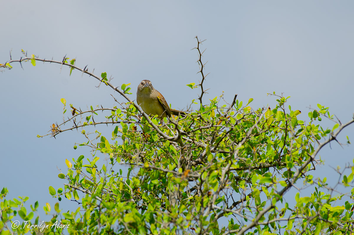 Rio Grande Valley Birding Festival - Specialty Birds found in the RGV