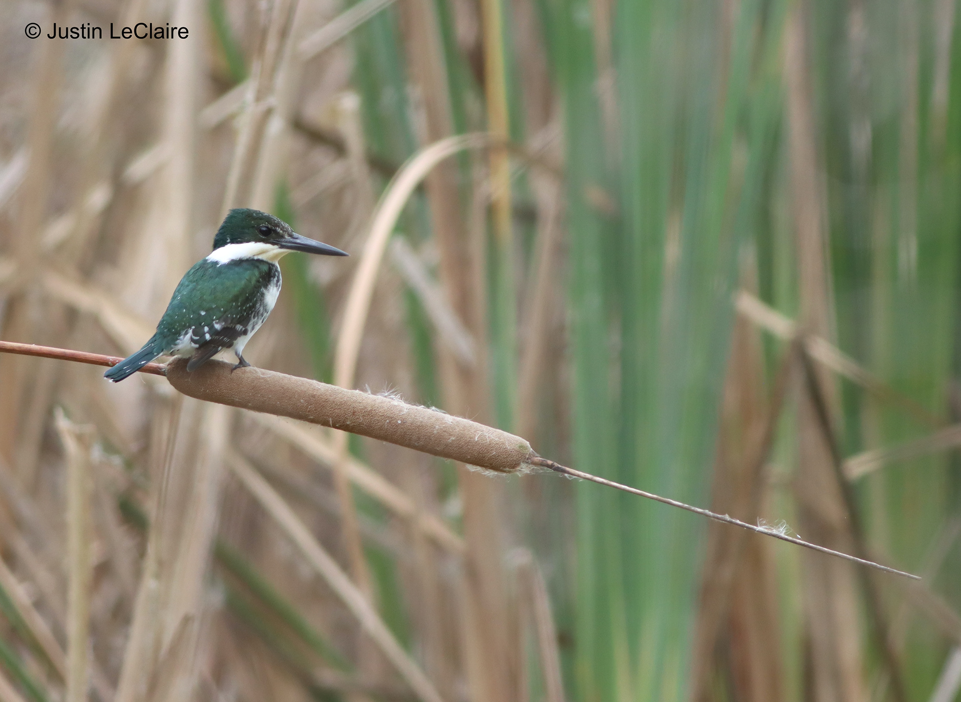 Rio Grande Valley Birding Festival - Specialty Birds found in the RGV