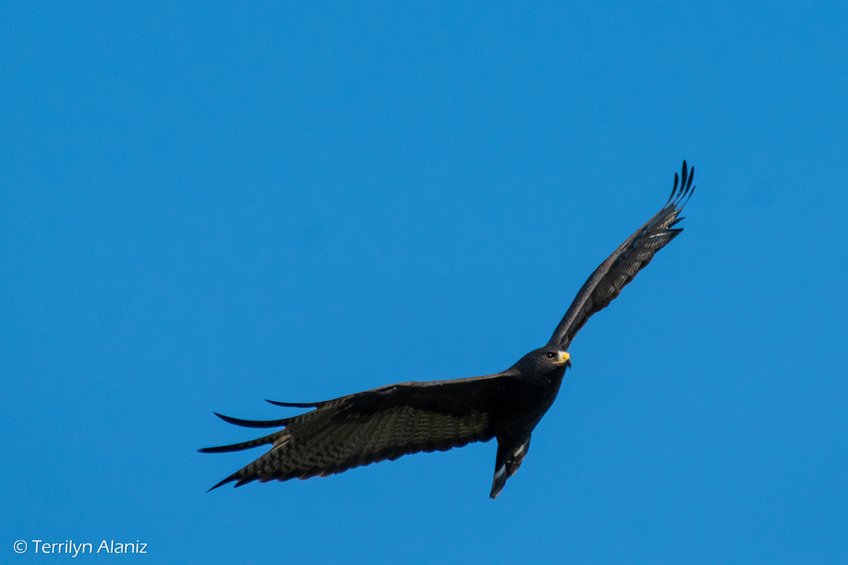 Rio Grande Valley Birding Festival - Specialty Birds found in the RGV
