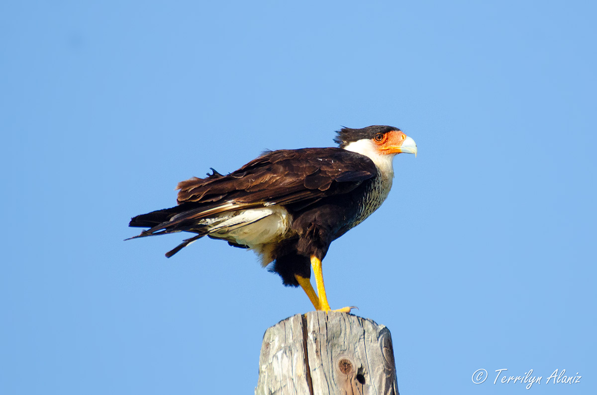 Rio Grande Valley Birding Festival - Specialty Birds found in the RGV