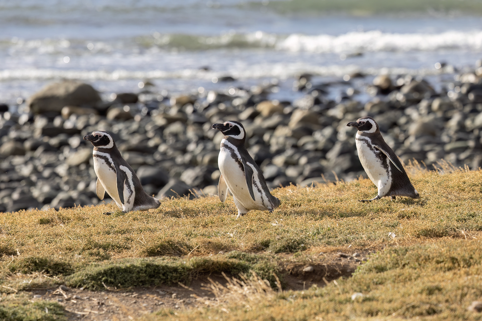 Matt Trevillion Photography - Chile 2025