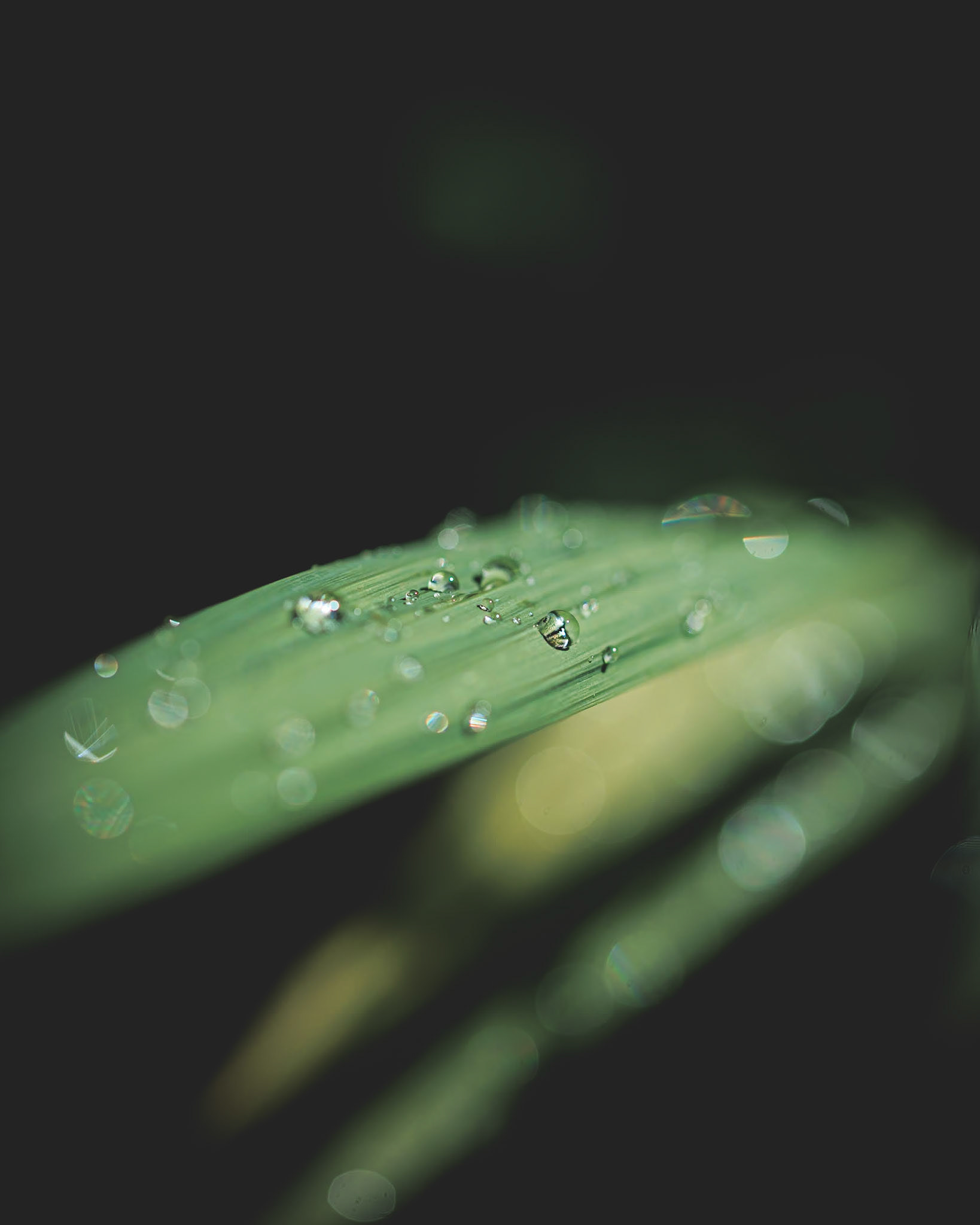 Hope Lawrence - Nature