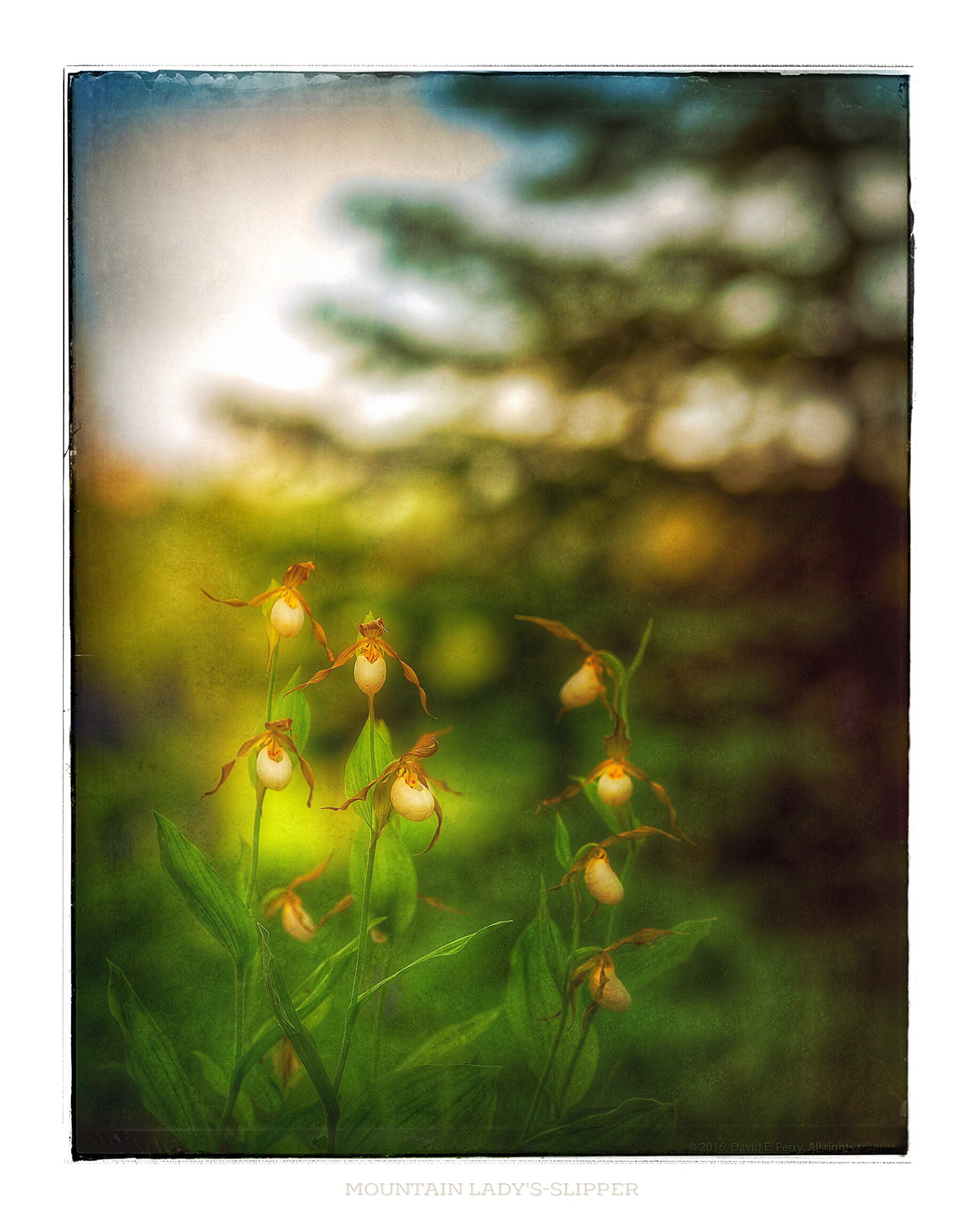 DAVID PERRY PHOTOGRAPHER - Plant Portraits