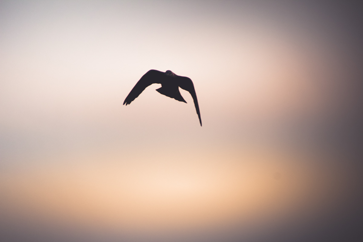 Bernardo Ramonfaur / Portfolio - URBAN BIRDS / Photography