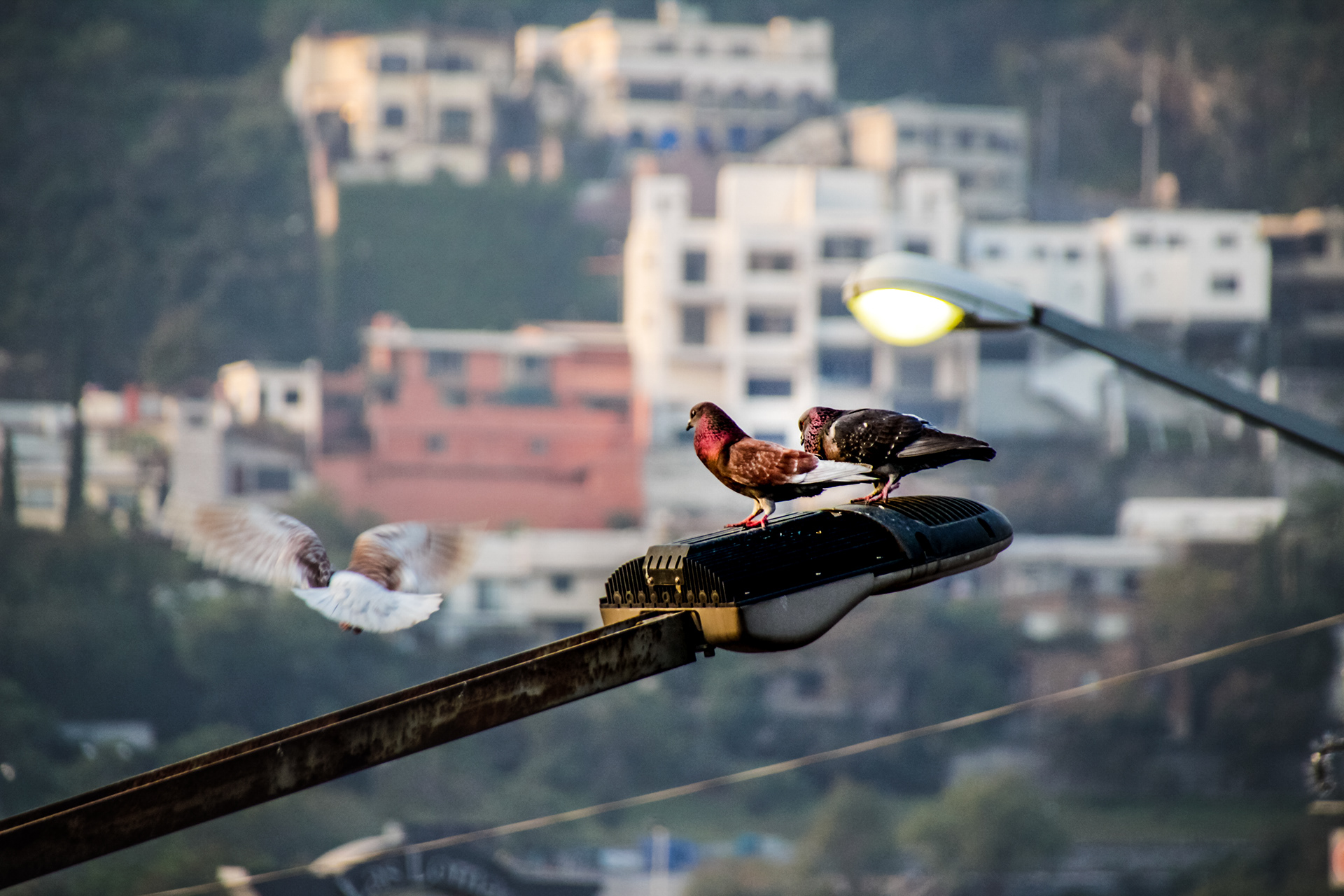 Bernardo Ramonfaur / Portfolio - URBAN BIRDS / Photography