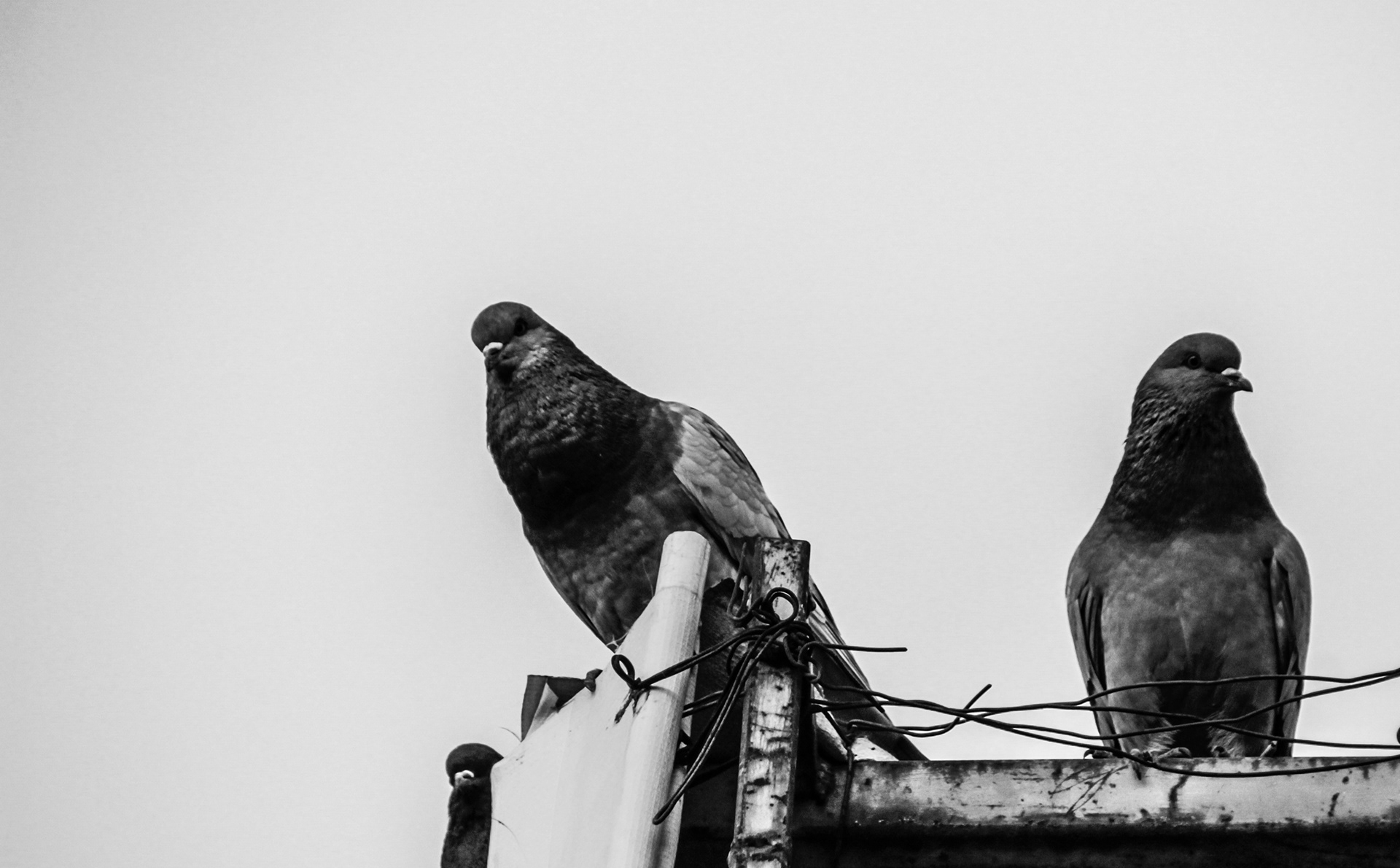 Bernardo Ramonfaur / Portfolio - URBAN BIRDS / Photography