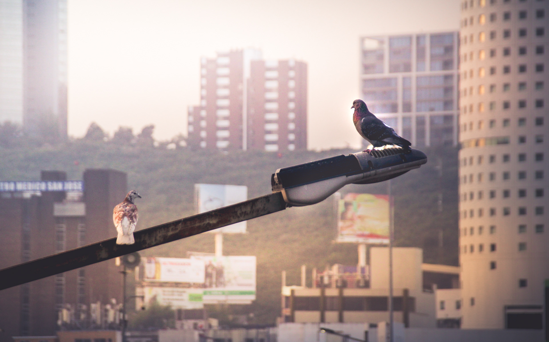 Bernardo Ramonfaur / Portfolio - URBAN BIRDS / Photography