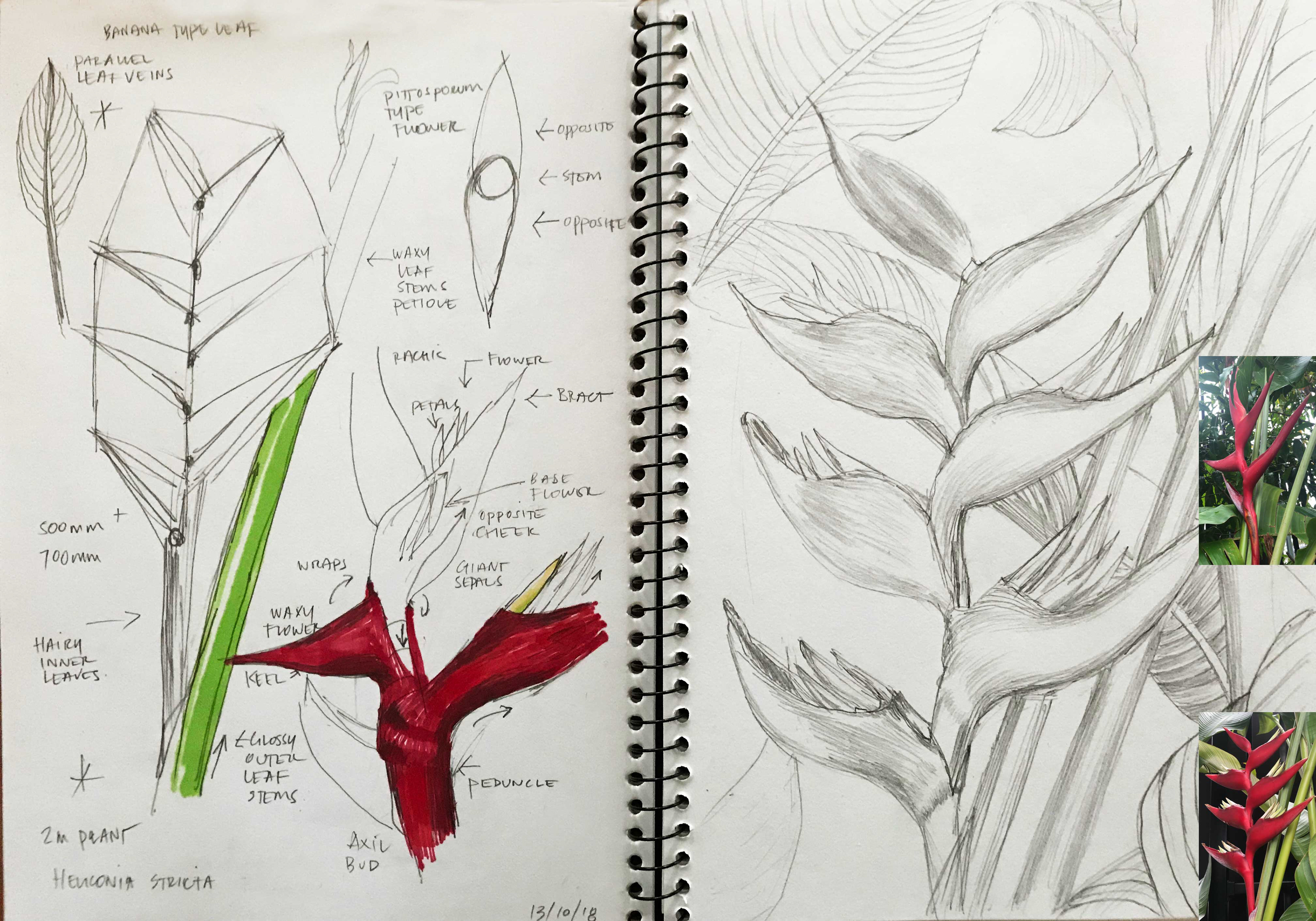 Leonie Bradbury - Natural Illustration