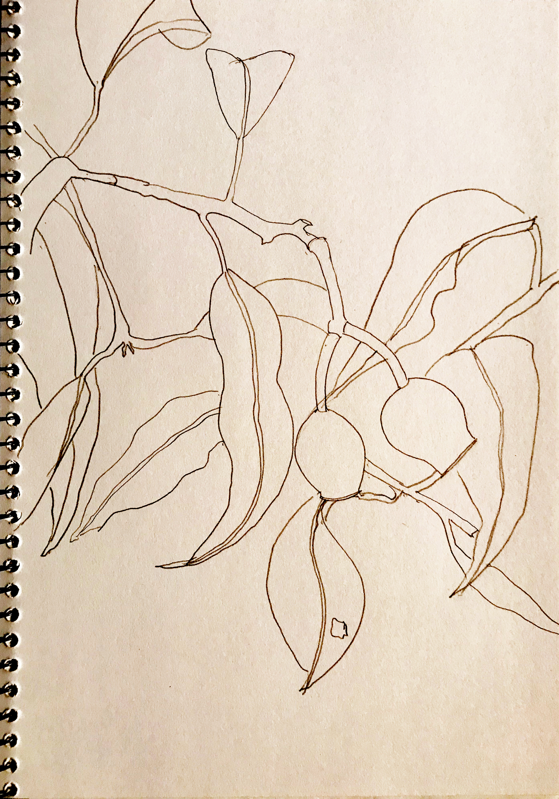 Leonie Bradbury - Natural Illustration