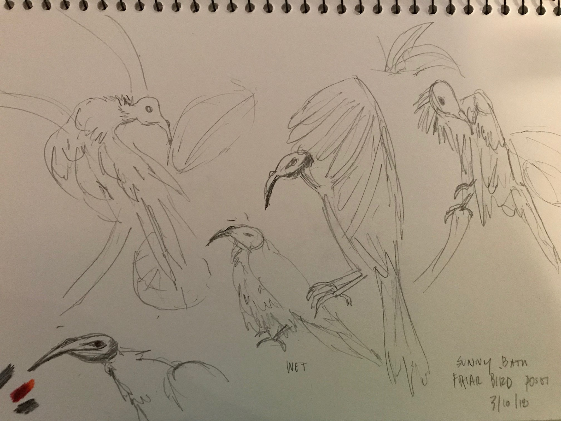 Leonie Bradbury - Natural Illustration