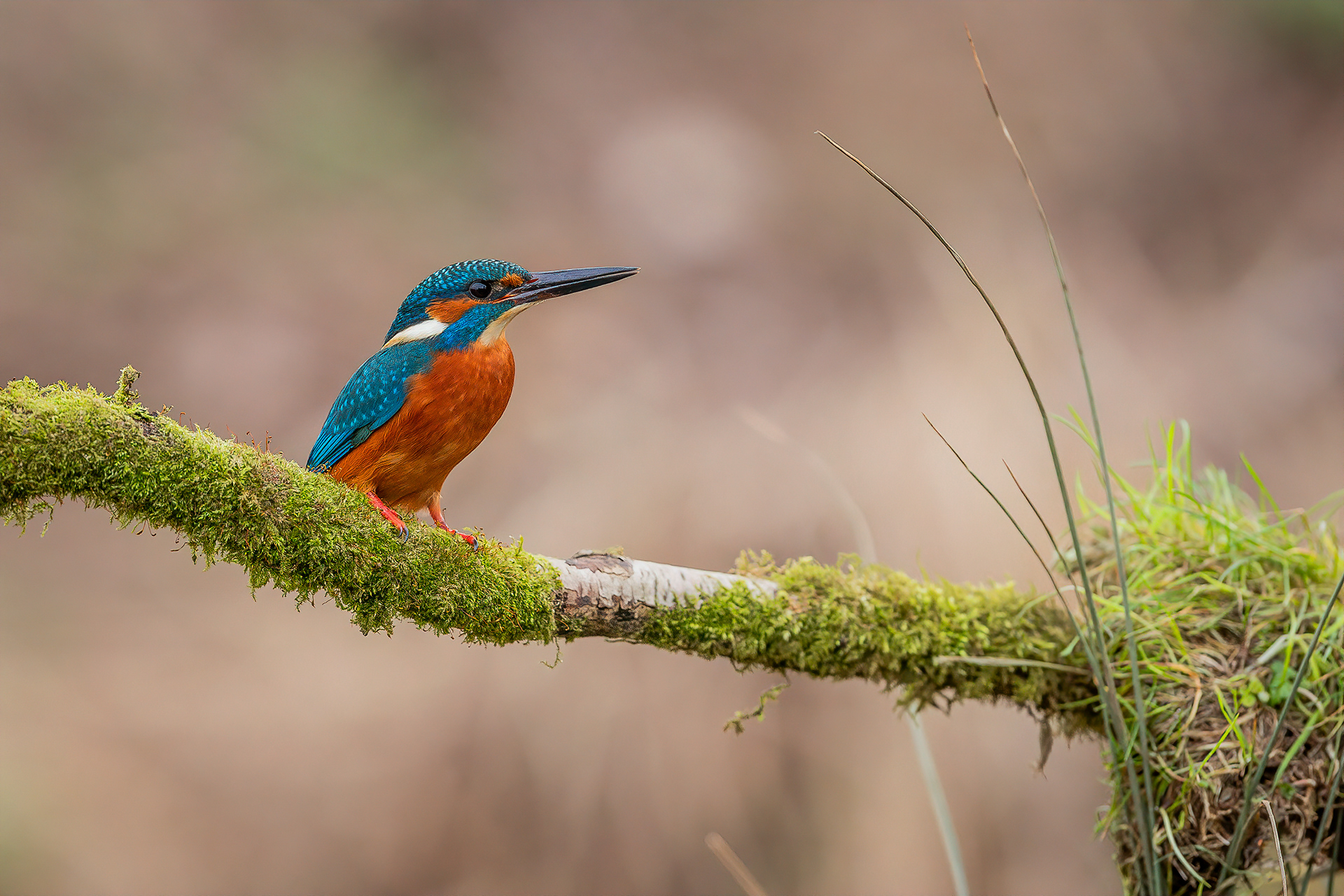 Grete Howard - Brine Pit Kingfisher Hide