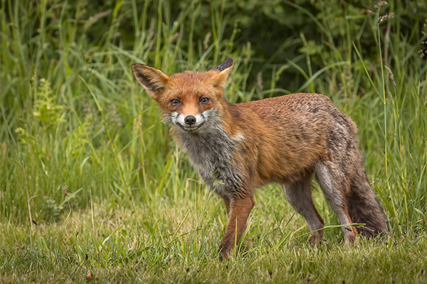 Grete Howard - Wild by Nature Fox Hide
