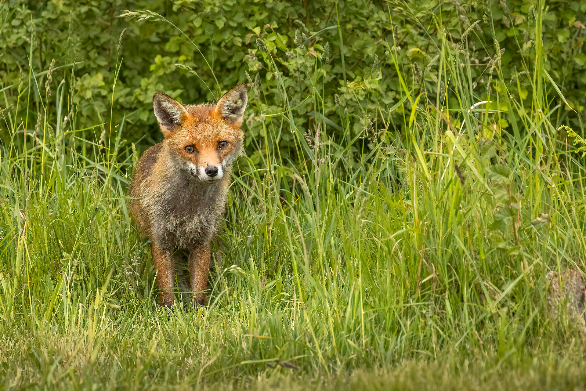 Grete Howard - Wild by Nature Fox Hide