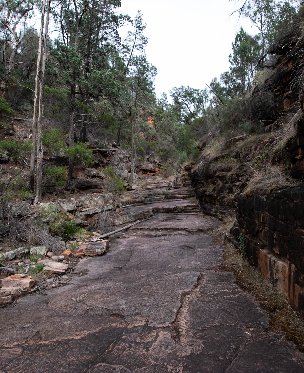 Dino Rossi - Alligator Gorge